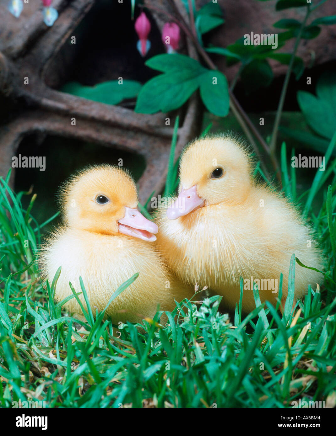Moscovy Duck Stock Photo - Alamy