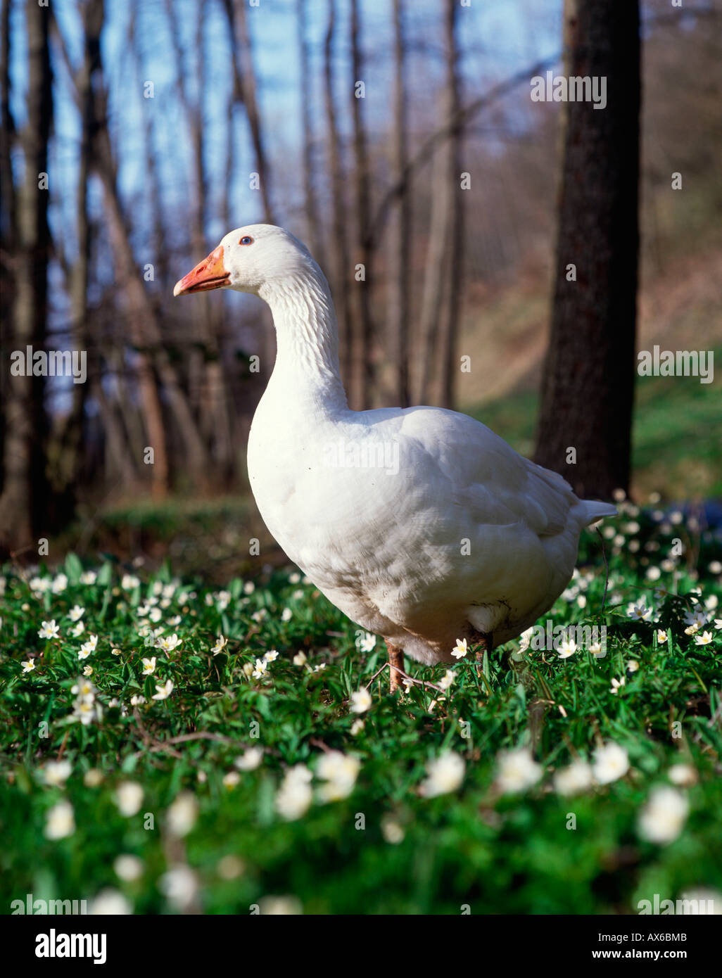 Domestic Goose Stock Photo - Alamy