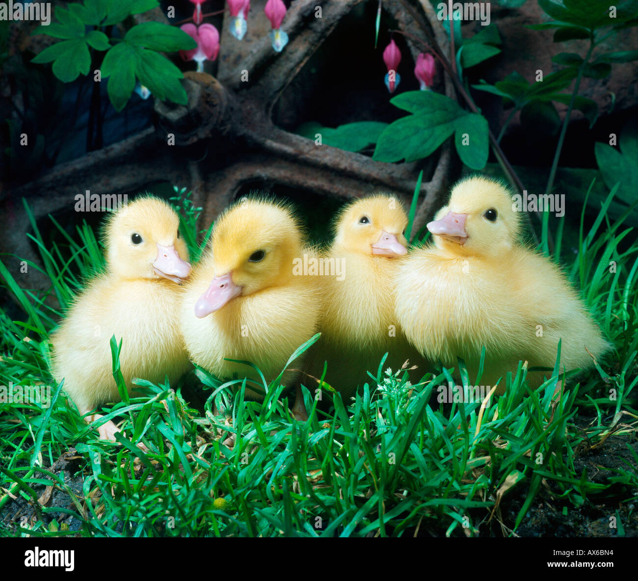 Moscovy ducks hi-res stock photography and images - Alamy