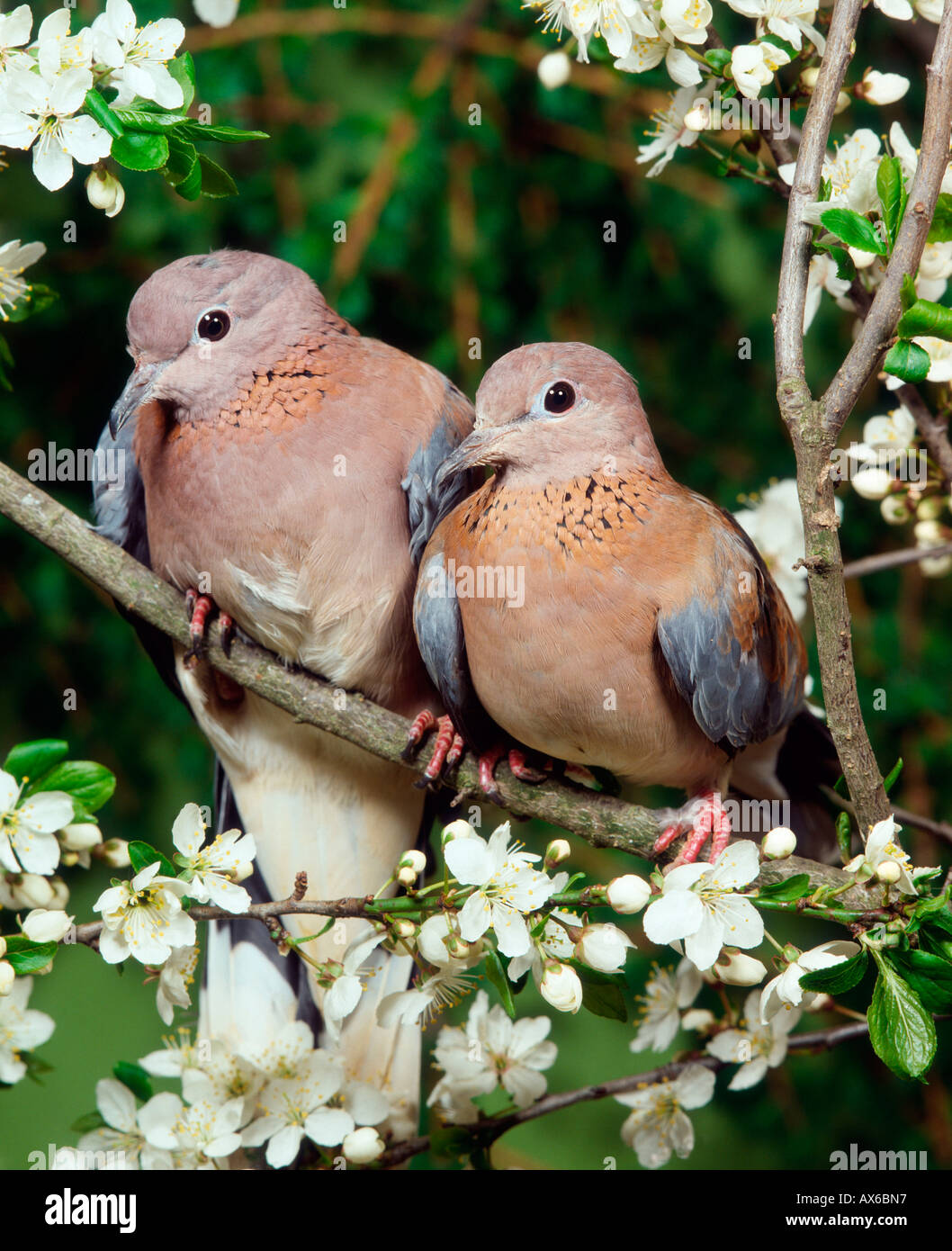 Laughing Dove / Palm Dove Stock Photo - Alamy