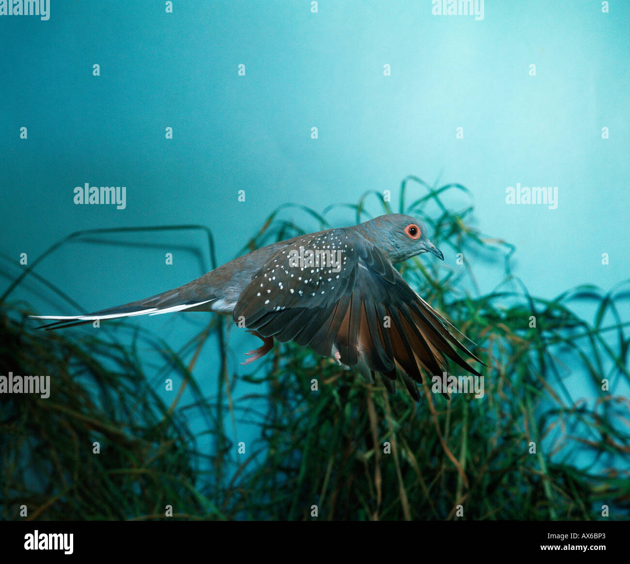 Diamond Dove Stock Photo - Alamy