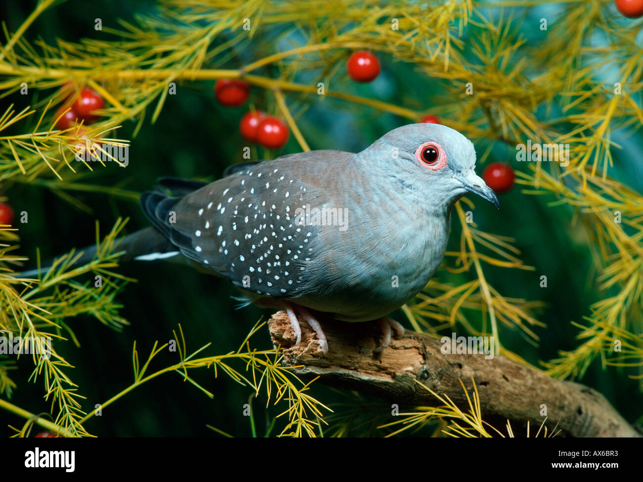 Diamond Dove Stock Photo - Alamy