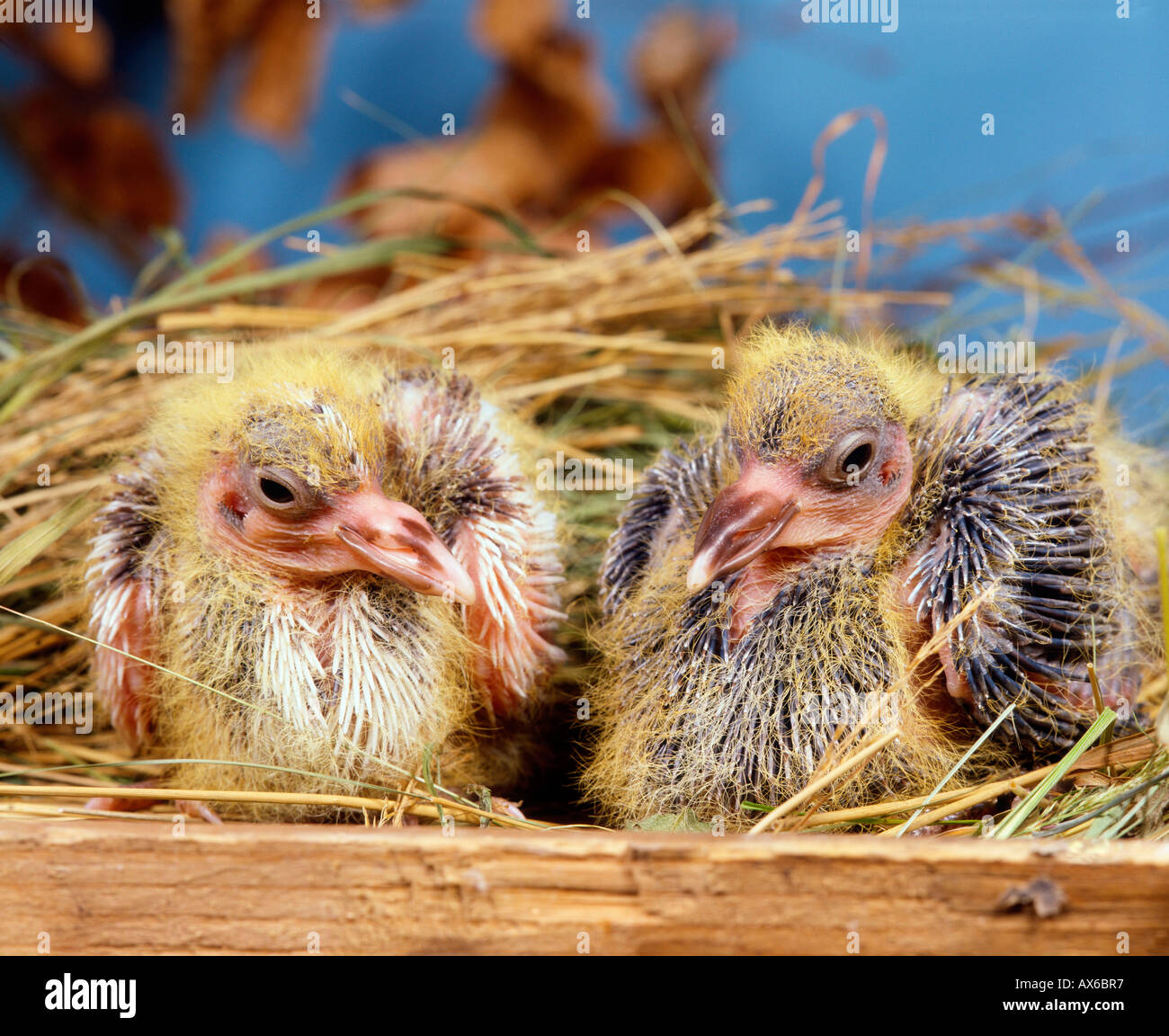 Carrier pigeon hi-res stock photography and images - Alamy