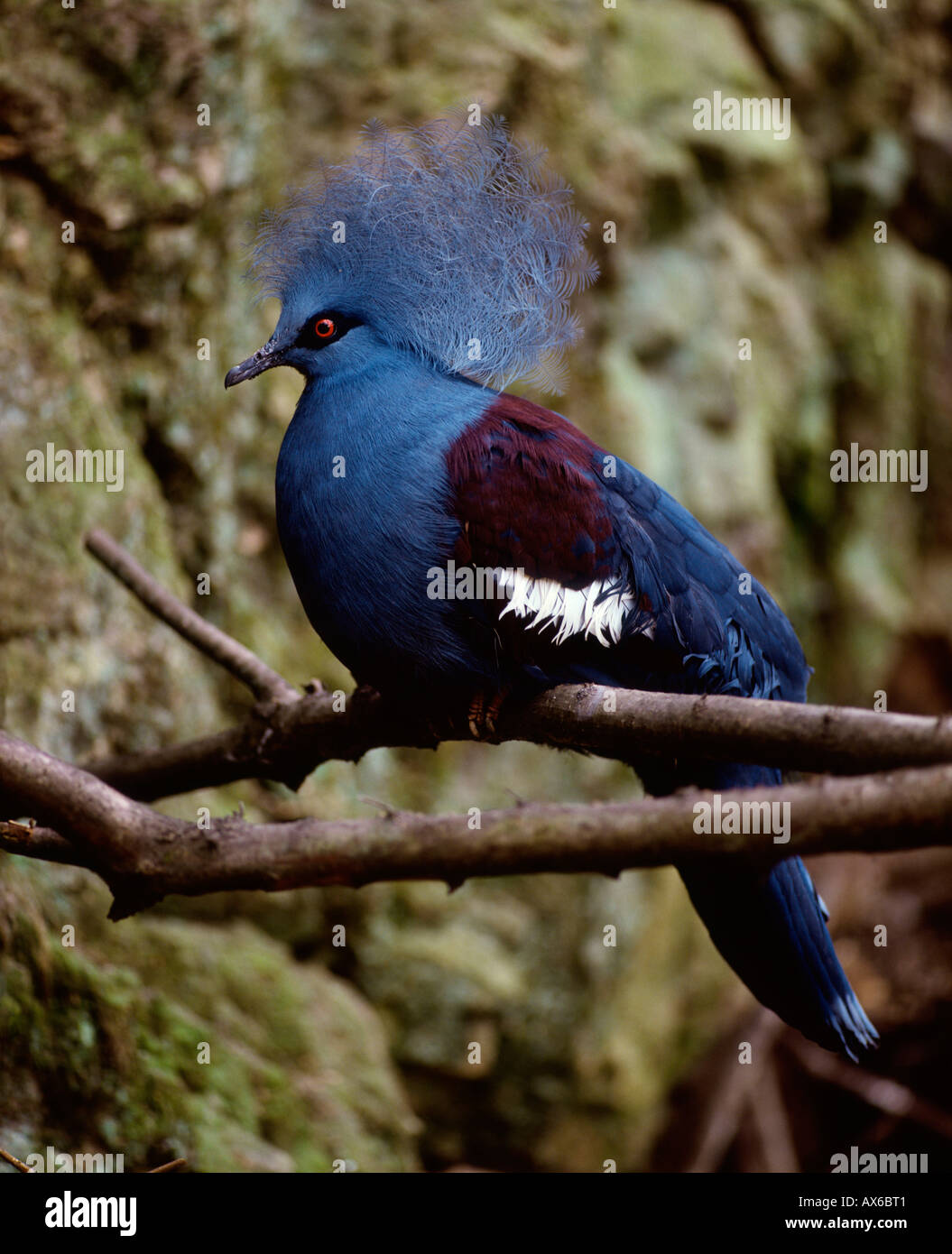 Blue Crowned Pigeon Stock Photo - Alamy