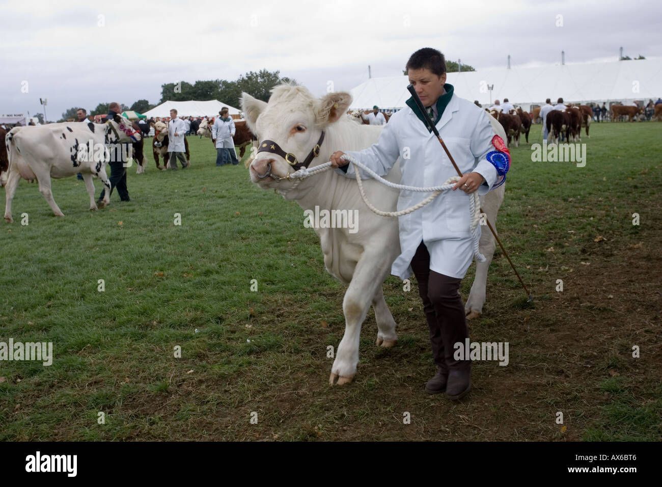 Prize cow hi-res stock photography and images - Alamy