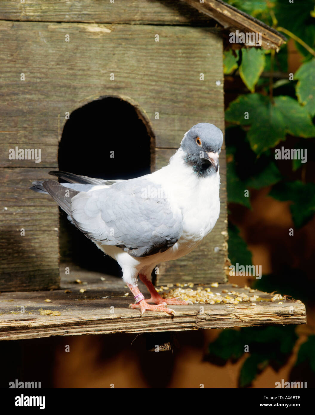 Domestic Pigeon Stock Photo - Alamy