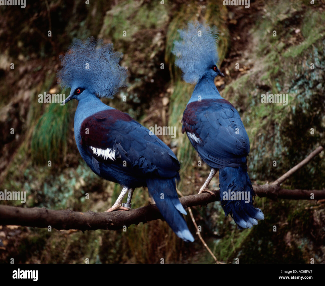 Blue Crowned Pigeon Stock Photo - Alamy