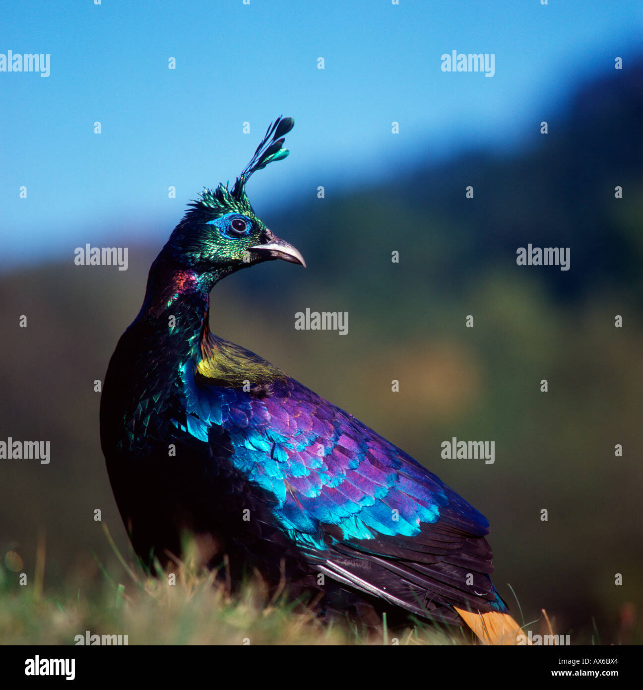 Monal hi-res stock photography and images - Alamy