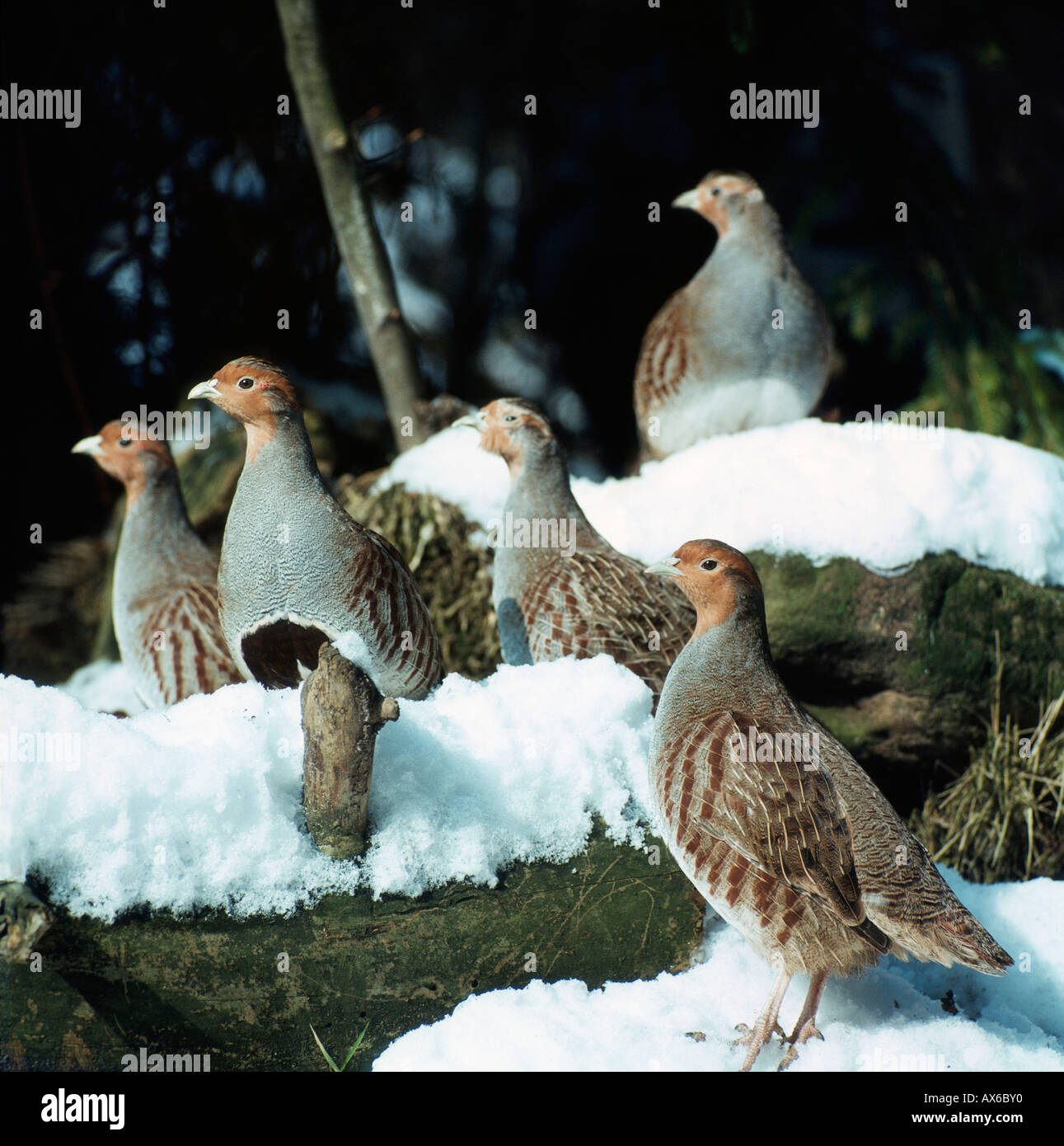 Group of grey partridges partridge hi-res stock photography and images ...