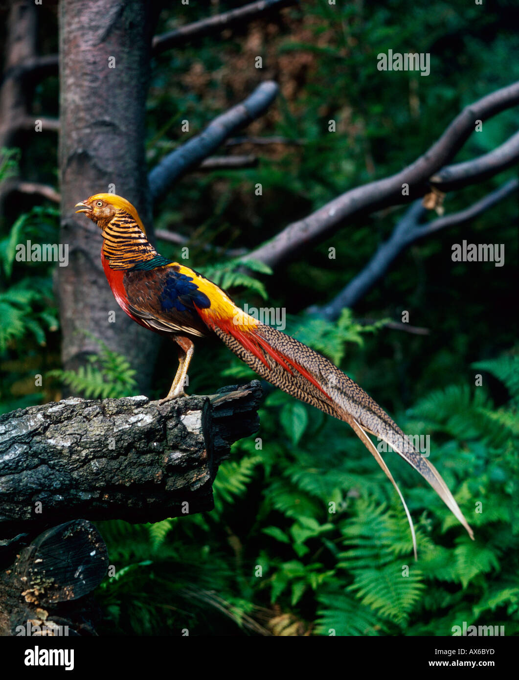 Golden Pheasant Stock Photo - Alamy