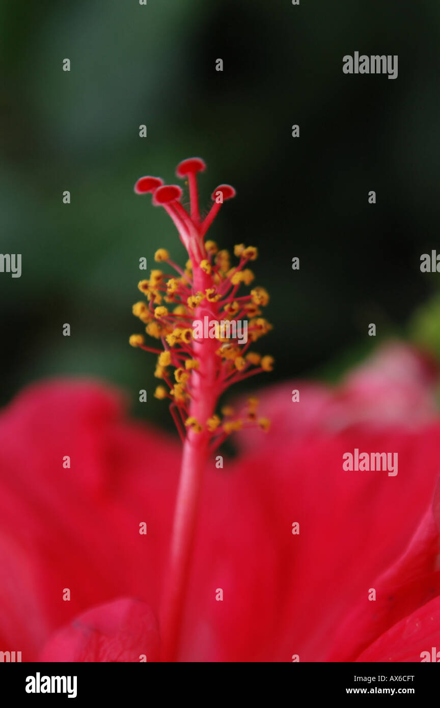 Plant red hawaii hi-res stock photography and images - Alamy