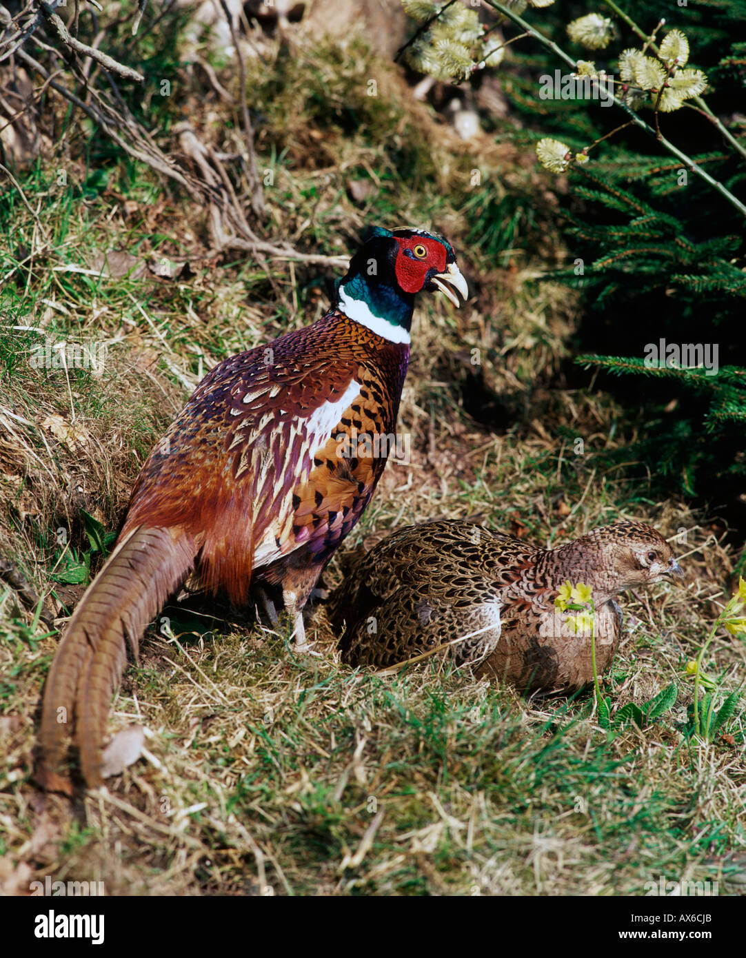 Game Pheasant Stock Photo - Alamy