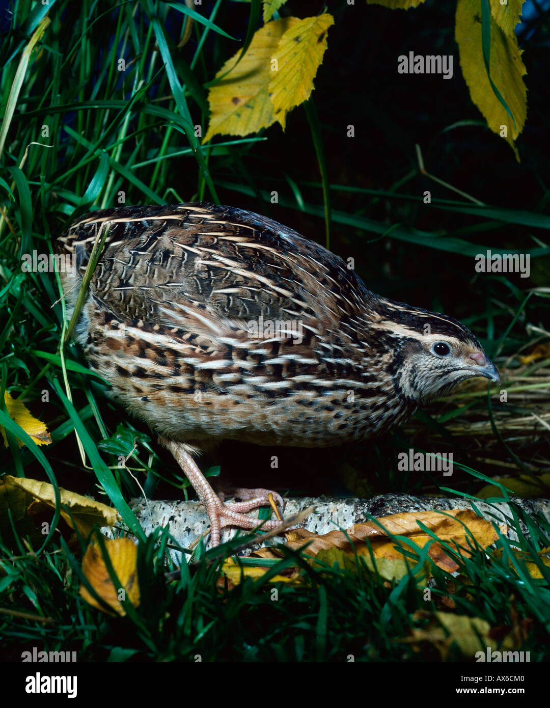 Coturnix quail vertical hi-res stock photography and images - Alamy