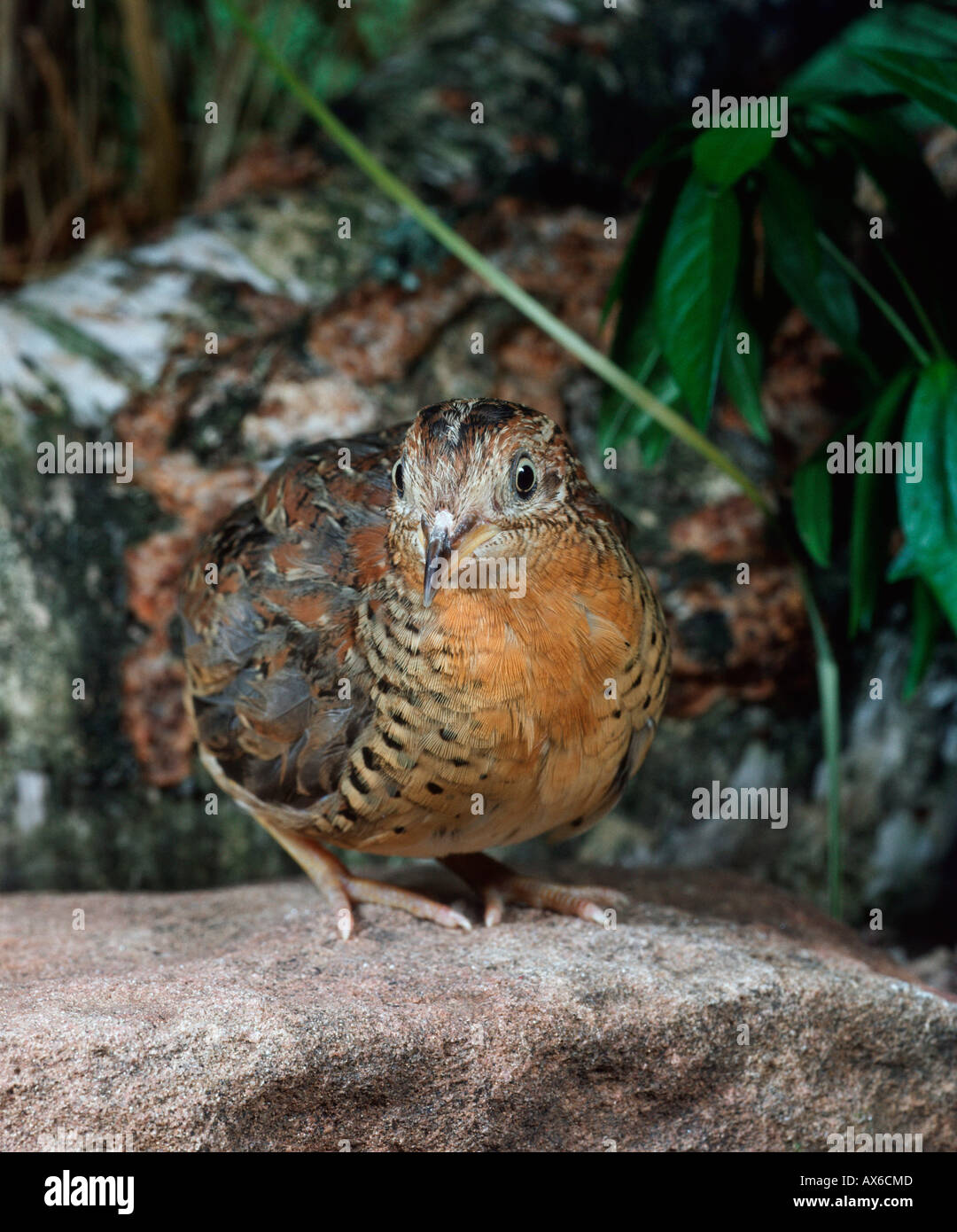 Red Breasted Button Quail