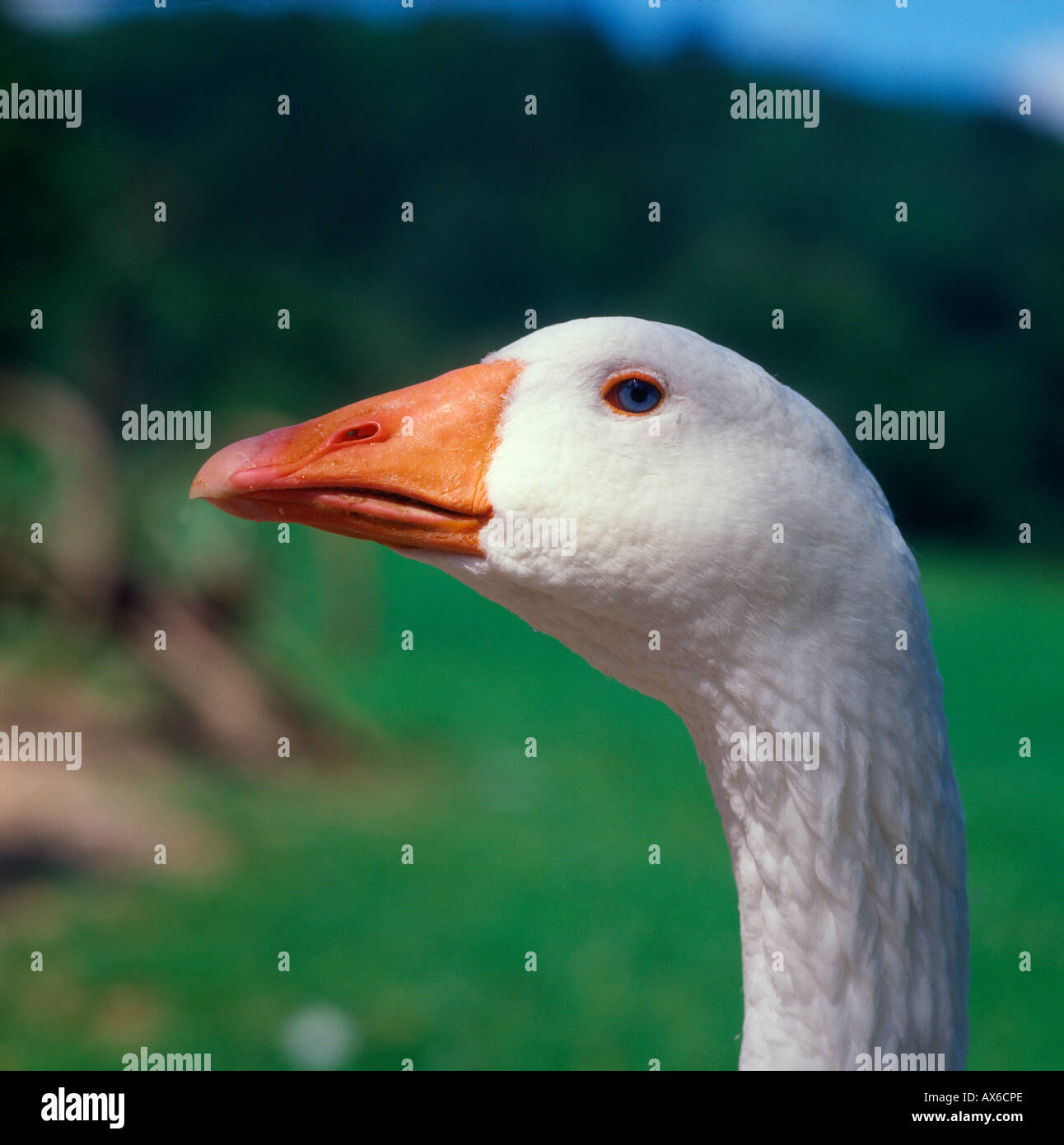 Domestic Goose Stock Photo - Alamy
