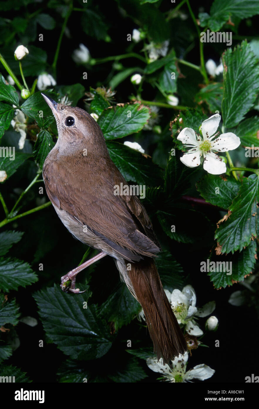The nightingale hi-res stock photography and images - Alamy