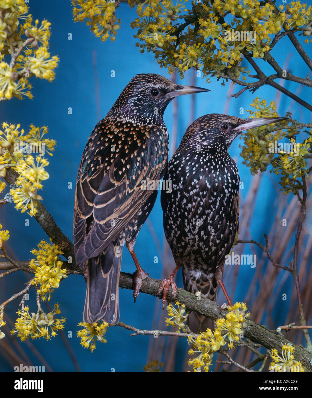 Common Starling Stock Photo - Alamy