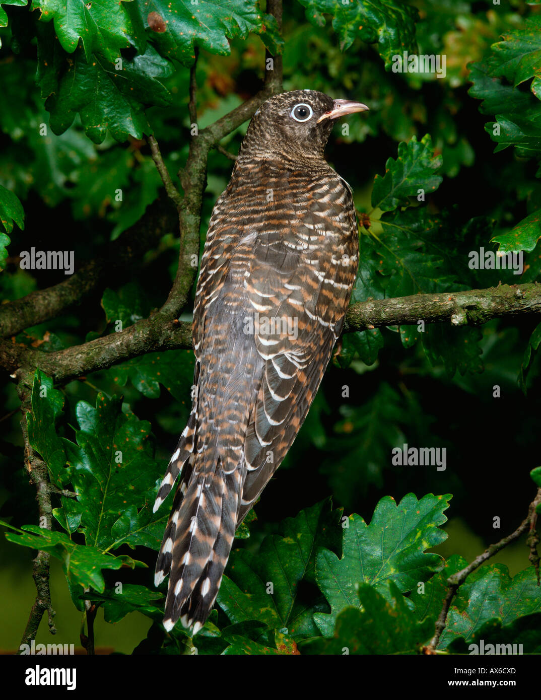 The cuckoo bird hi-res stock photography and images - Alamy