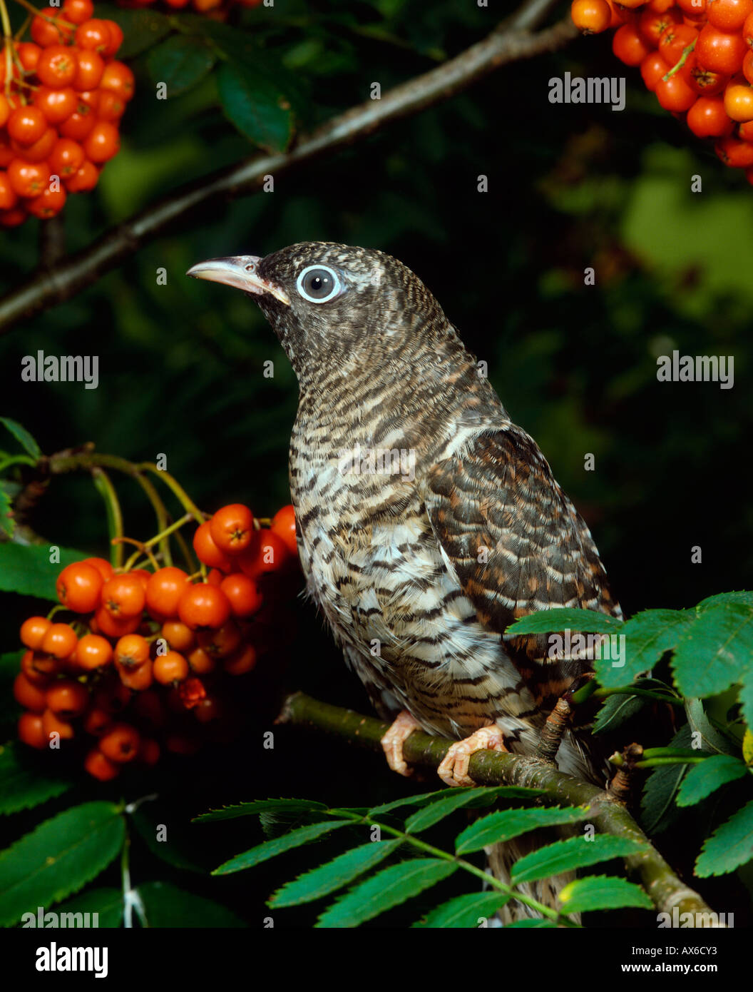 Common Cuckoo / Eurasian Cuckoo Stock Photo - Alamy