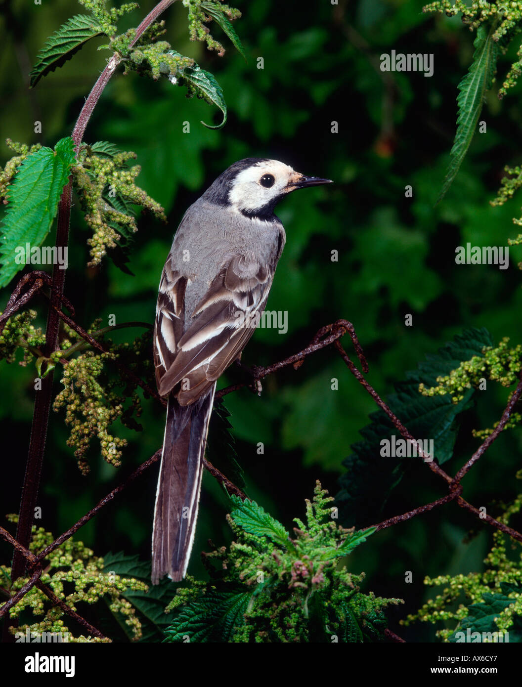 Pied Wagtail / White Wagtail Stock Photo - Alamy