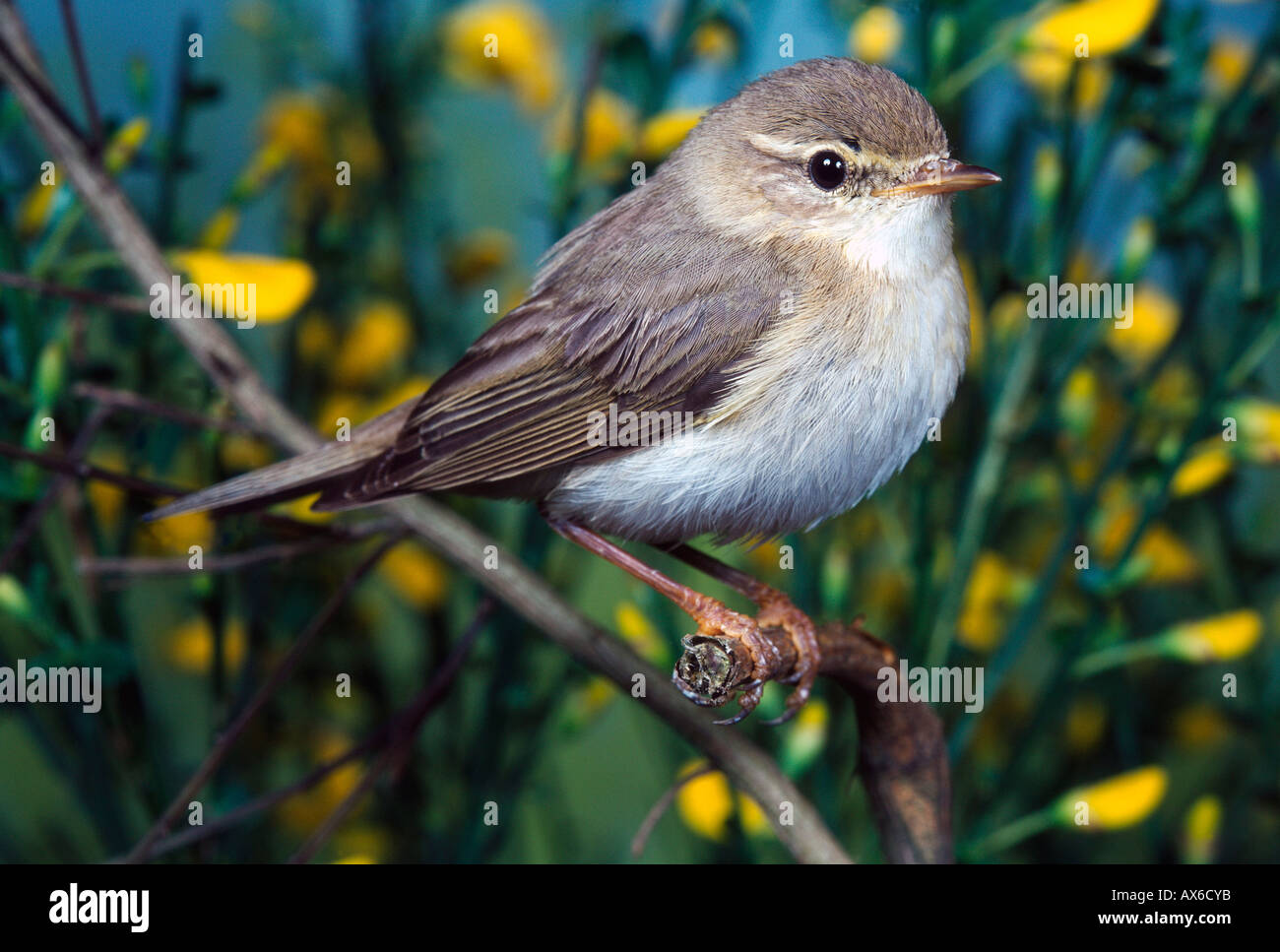 Single chiffchaff phylloscopus collybita hi-res stock photography and ...