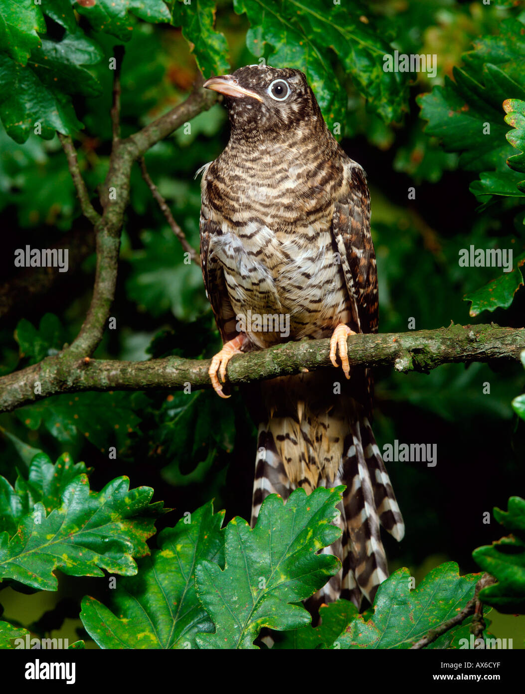 Common Cuckoo / Eurasian Cuckoo Stock Photo - Alamy