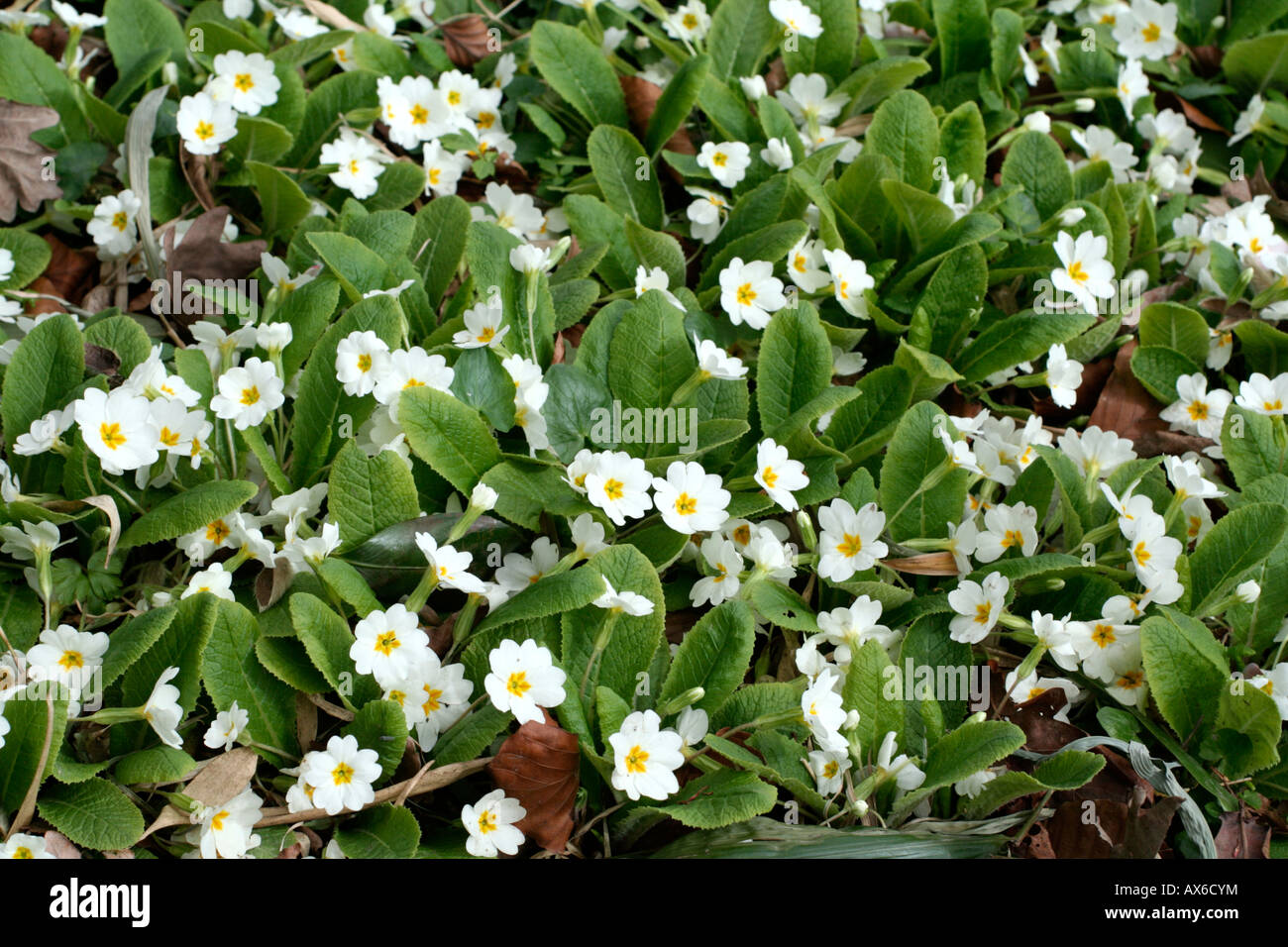 Cream primrose hi-res stock photography and images - Alamy