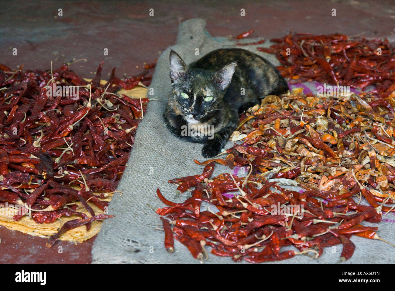 Cat of india hi-res stock photography and images - Alamy