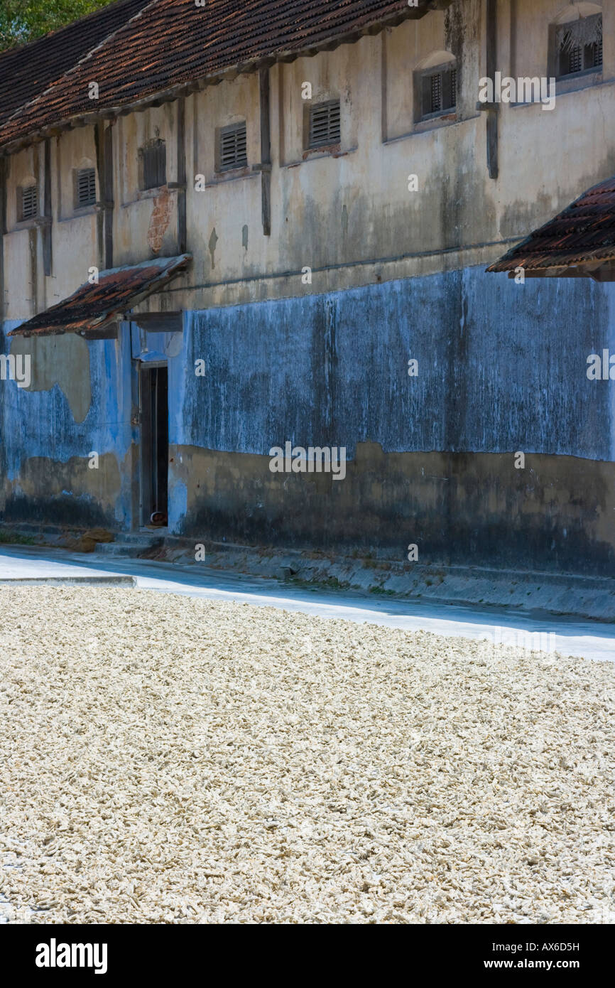 Drying ginger hi-res stock photography and images - Alamy