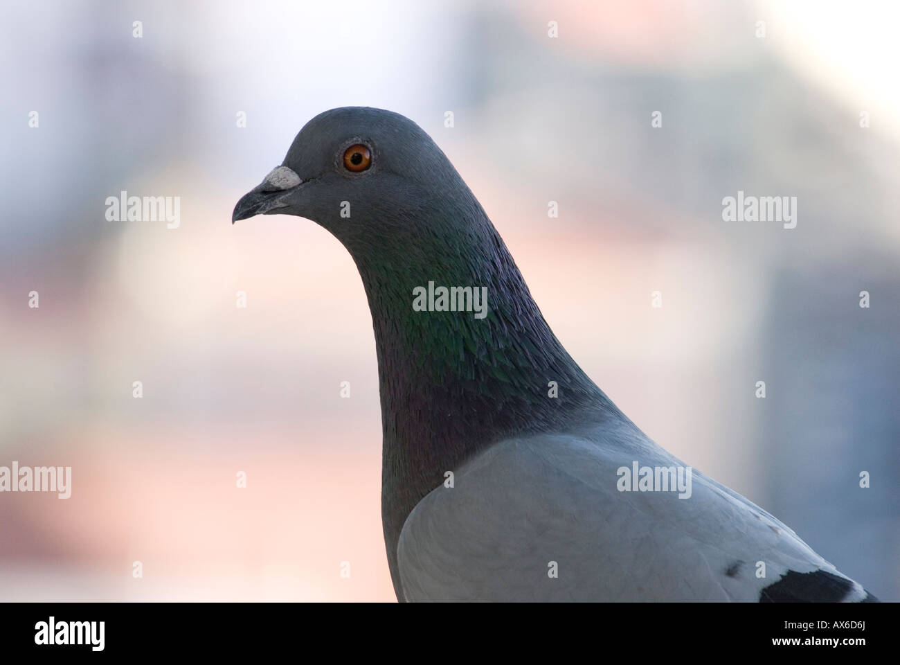Portugal bird hi-res stock photography and images - Alamy