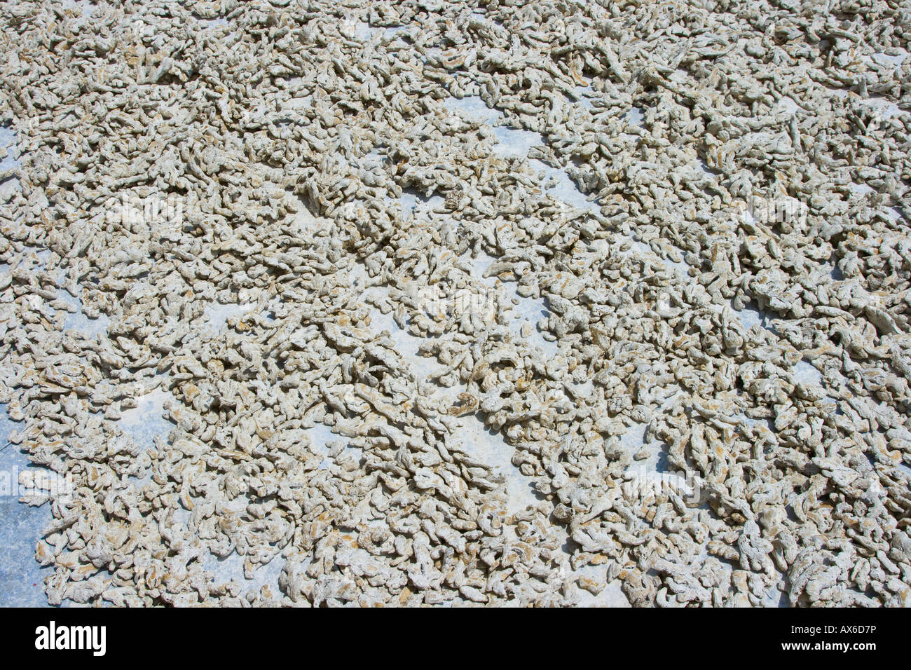 Ginger Drying in the Sun in Mattancherry Cochin India Stock Photo - Alamy