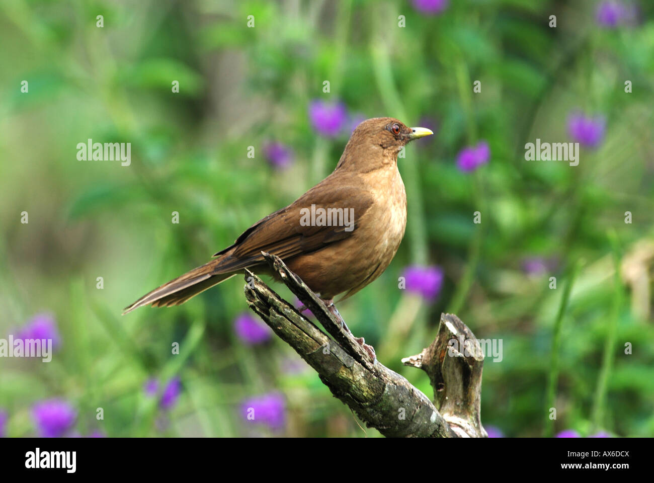 Robin grey hi-res stock photography and images - Alamy