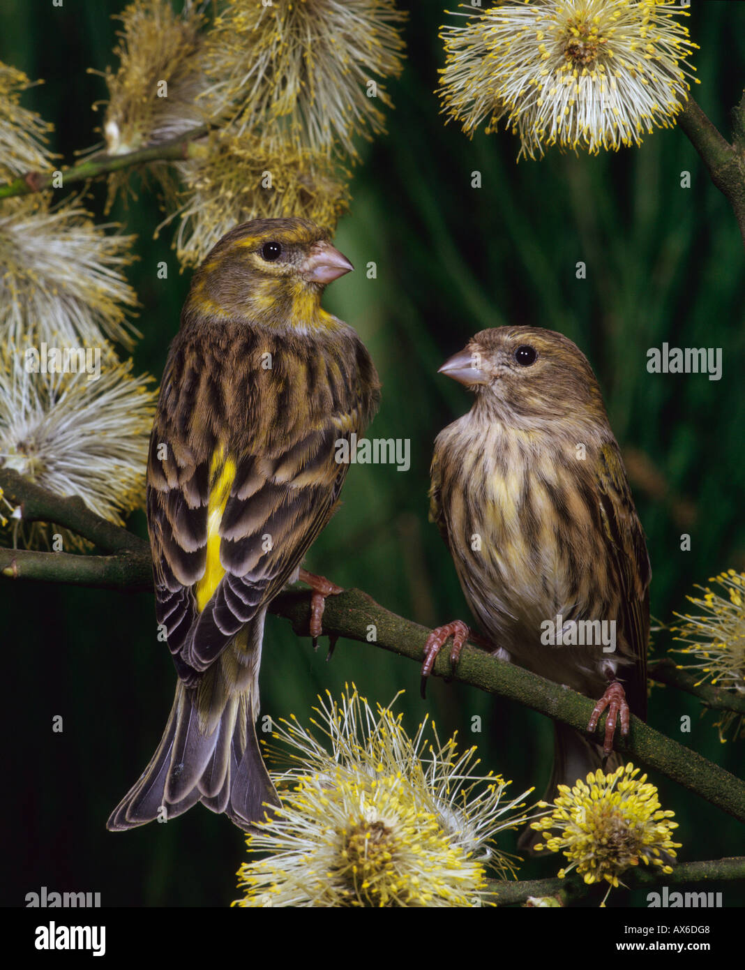 Serins hi-res stock photography and images - Alamy