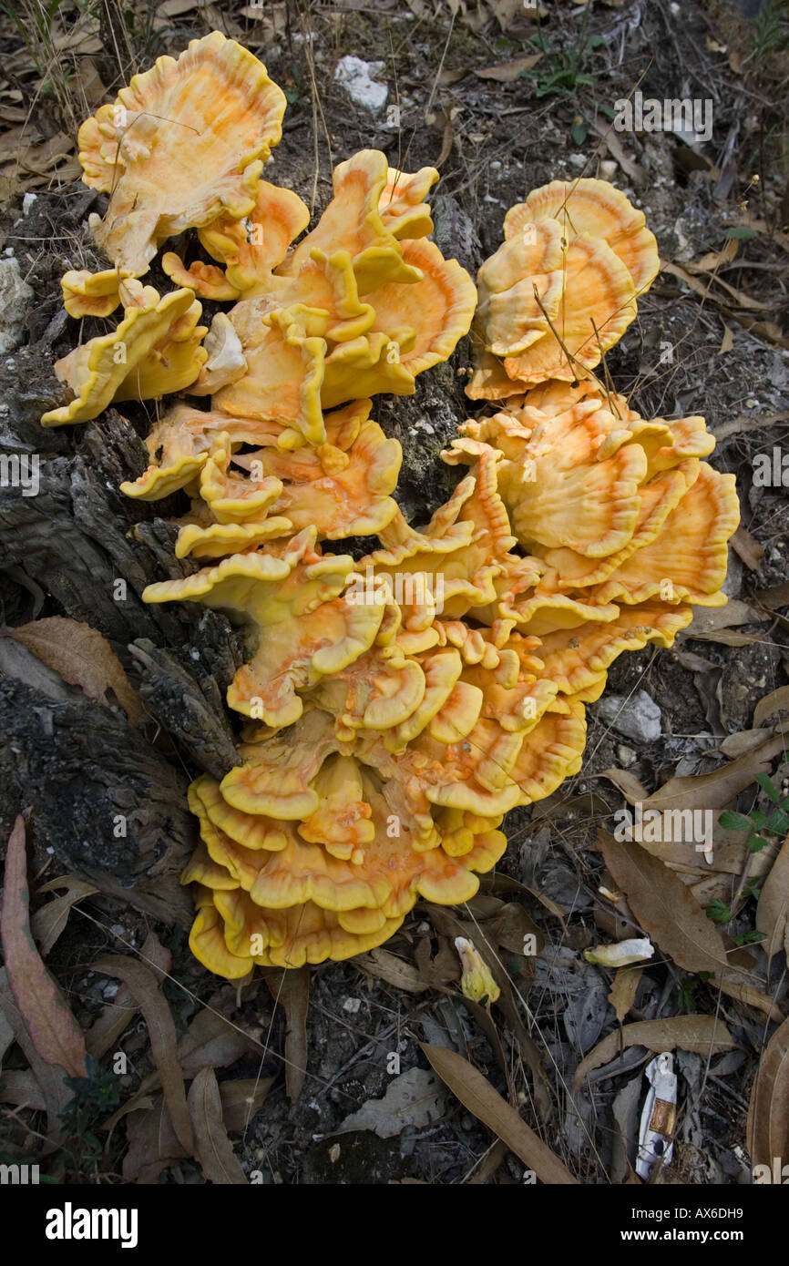 Growth of yellow bracket fungus on rotten tree stump Porto de Vares ...