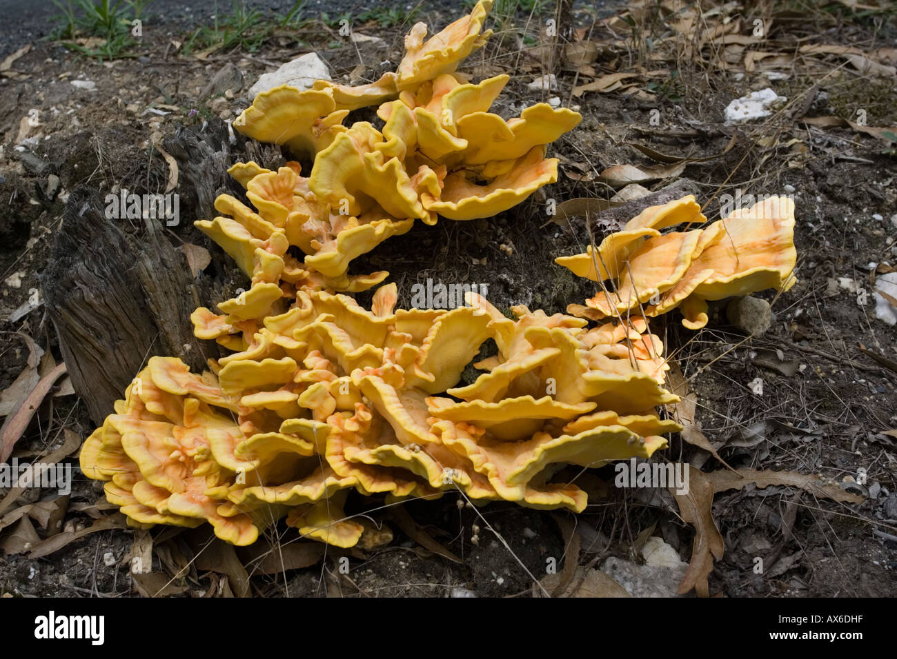 Growth of yellow bracket fungus on rotten tree stump Porto de Vares ...