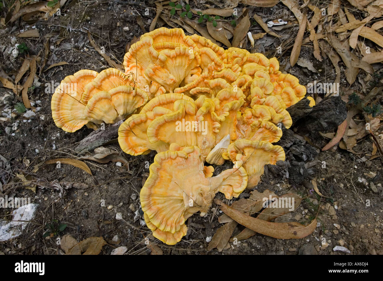 Growth of yellow bracket fungus on rotten tree stump Porto de Vares ...