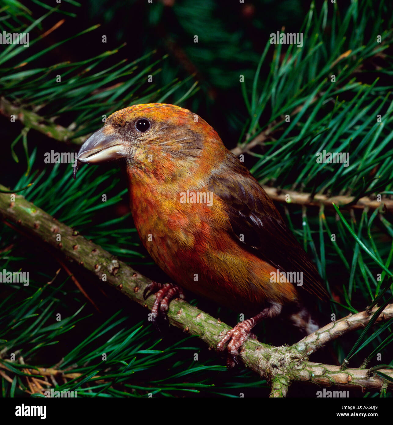 Red Crossbill Stock Photo - Alamy