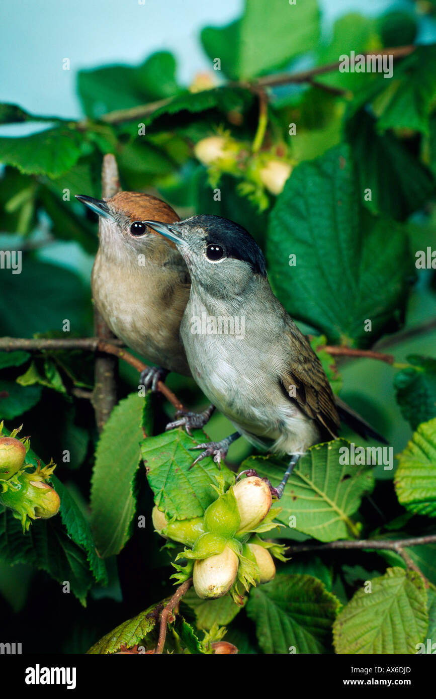 Two male blackcaps hi-res stock photography and images - Alamy
