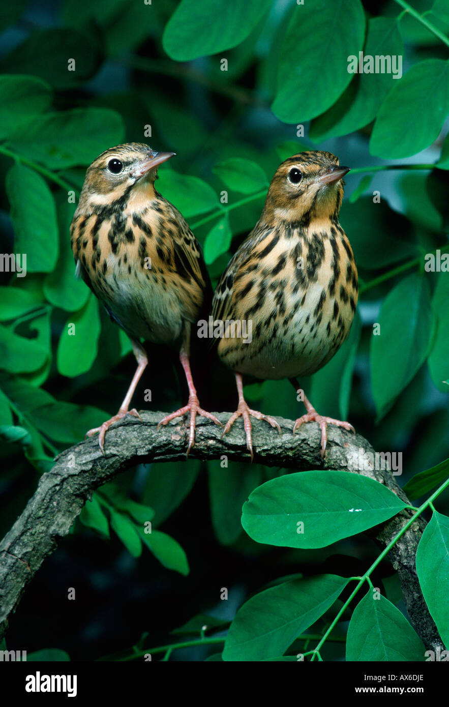 Tree Pipit Stock Photo - Alamy