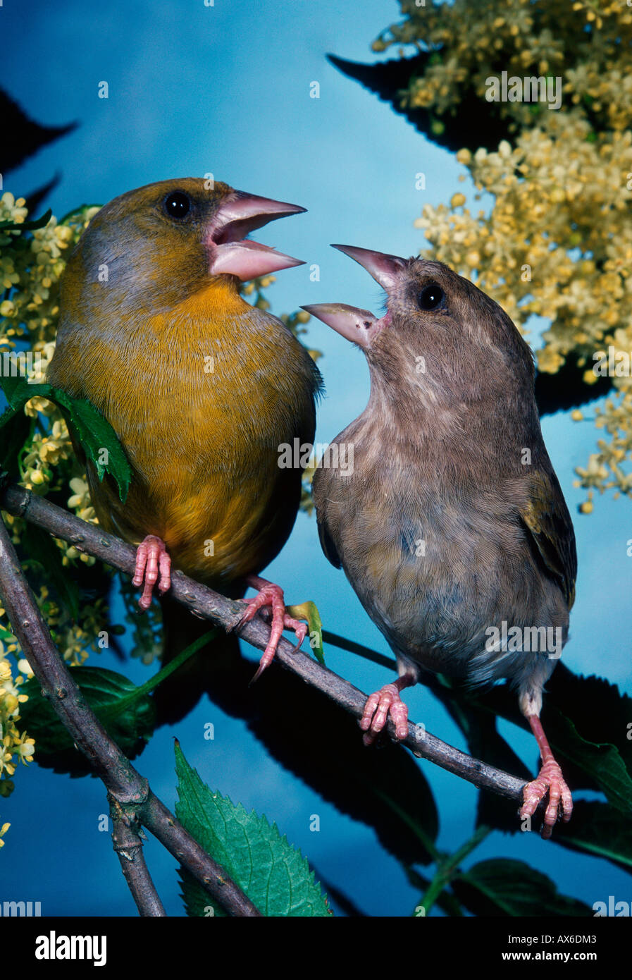 Calling greenfinch hi-res stock photography and images - Alamy