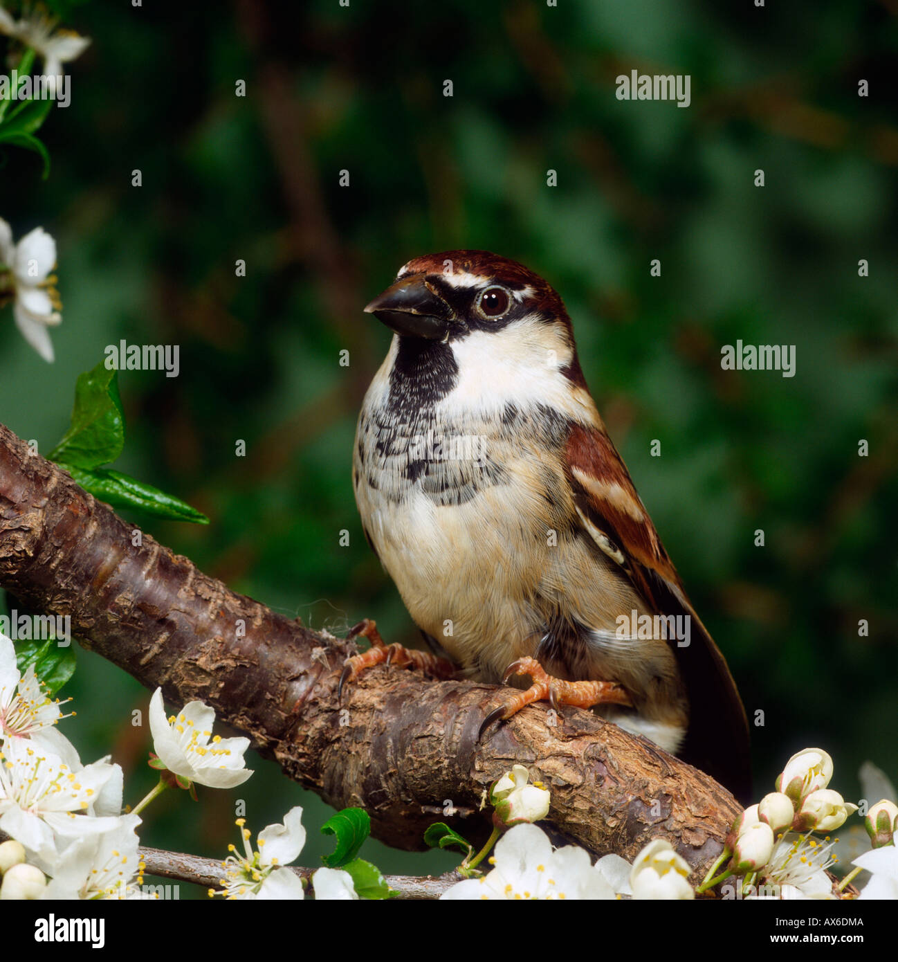 Italian Sparrow Stock Photo - Alamy