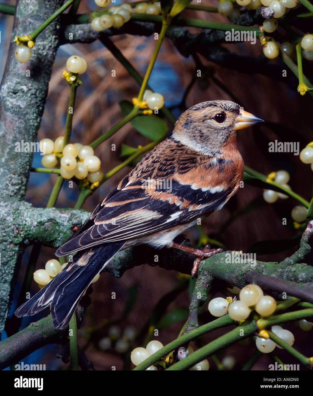Adult female brambling hi-res stock photography and images - Alamy