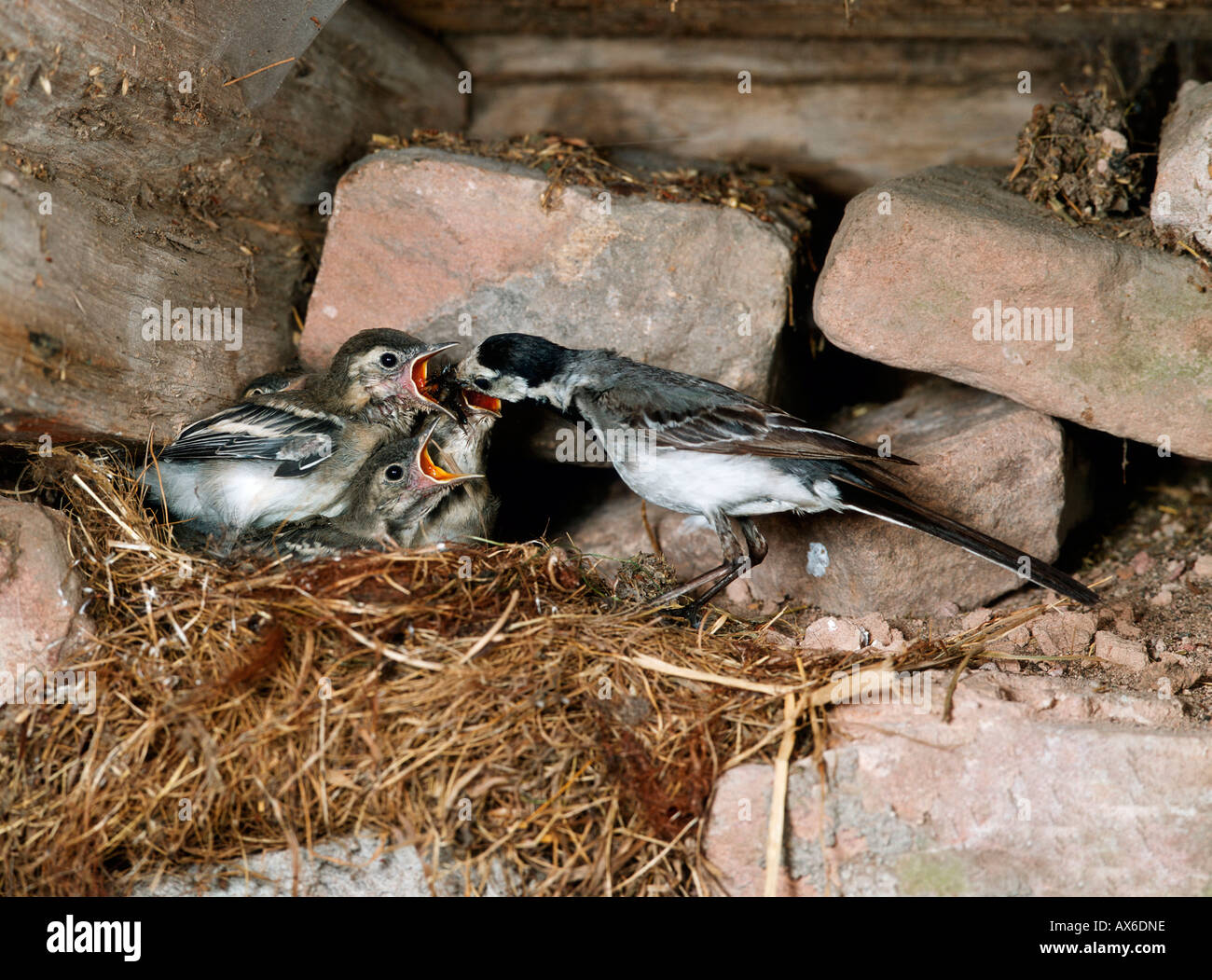 Pied wagtail nest hi-res stock photography and images - Alamy