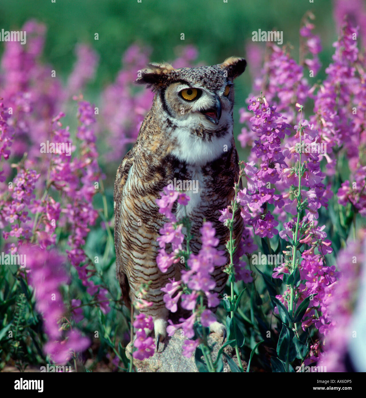 Great Horned Owl Stock Photo - Alamy