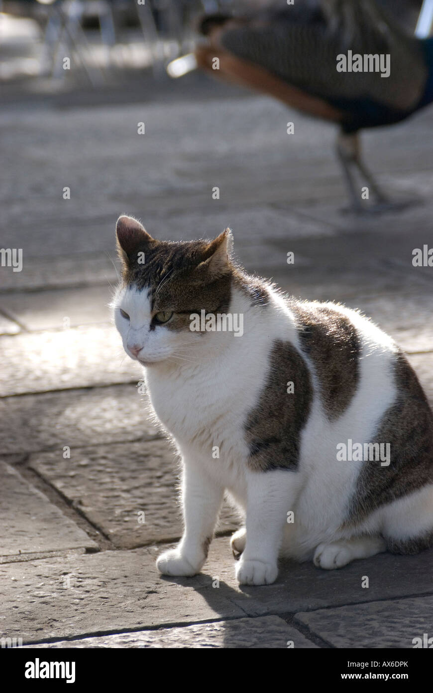a cat in the Lisbon castle Stock Photo - Alamy