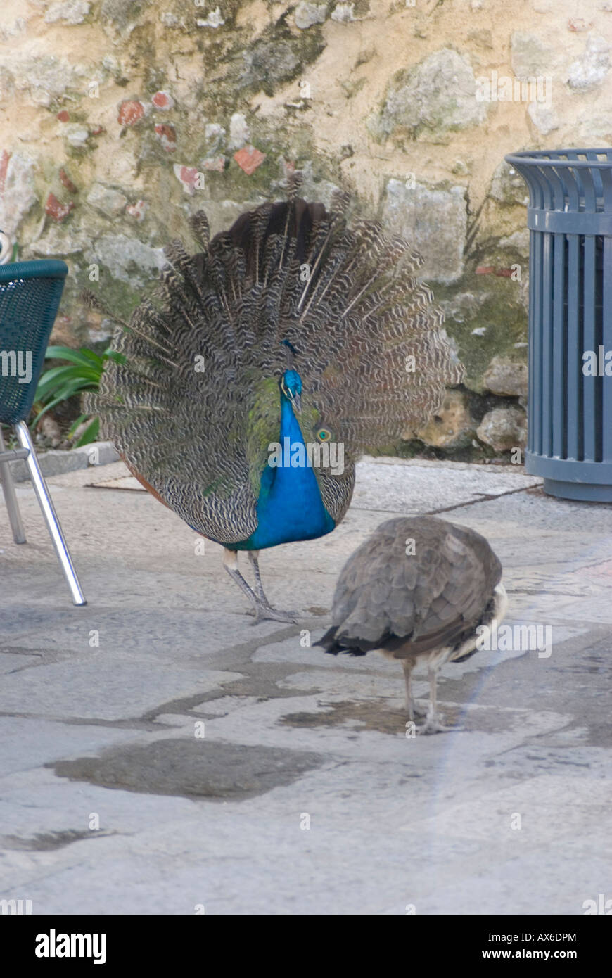 Peacock castle hi-res stock photography and images - Alamy