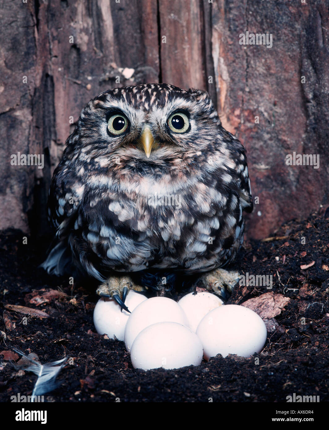 Eggs little owl hi-res stock photography and images - Alamy
