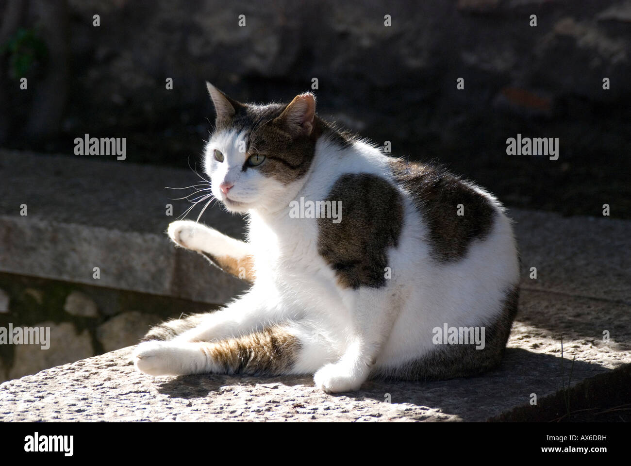 A cat in Lisbon castle Stock Photo - Alamy