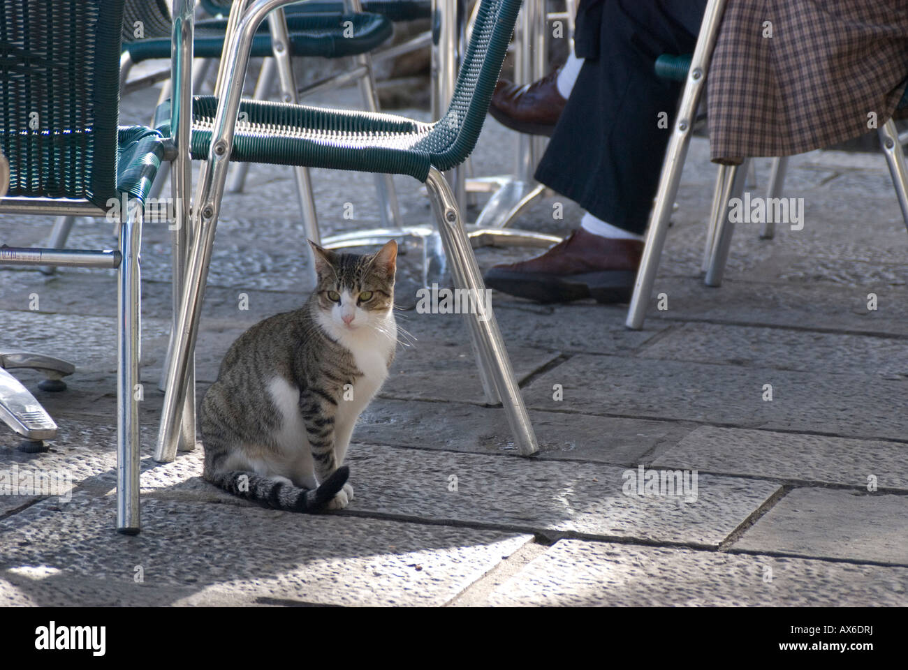 Cats in Lisbon Castle Stock Photo - Alamy