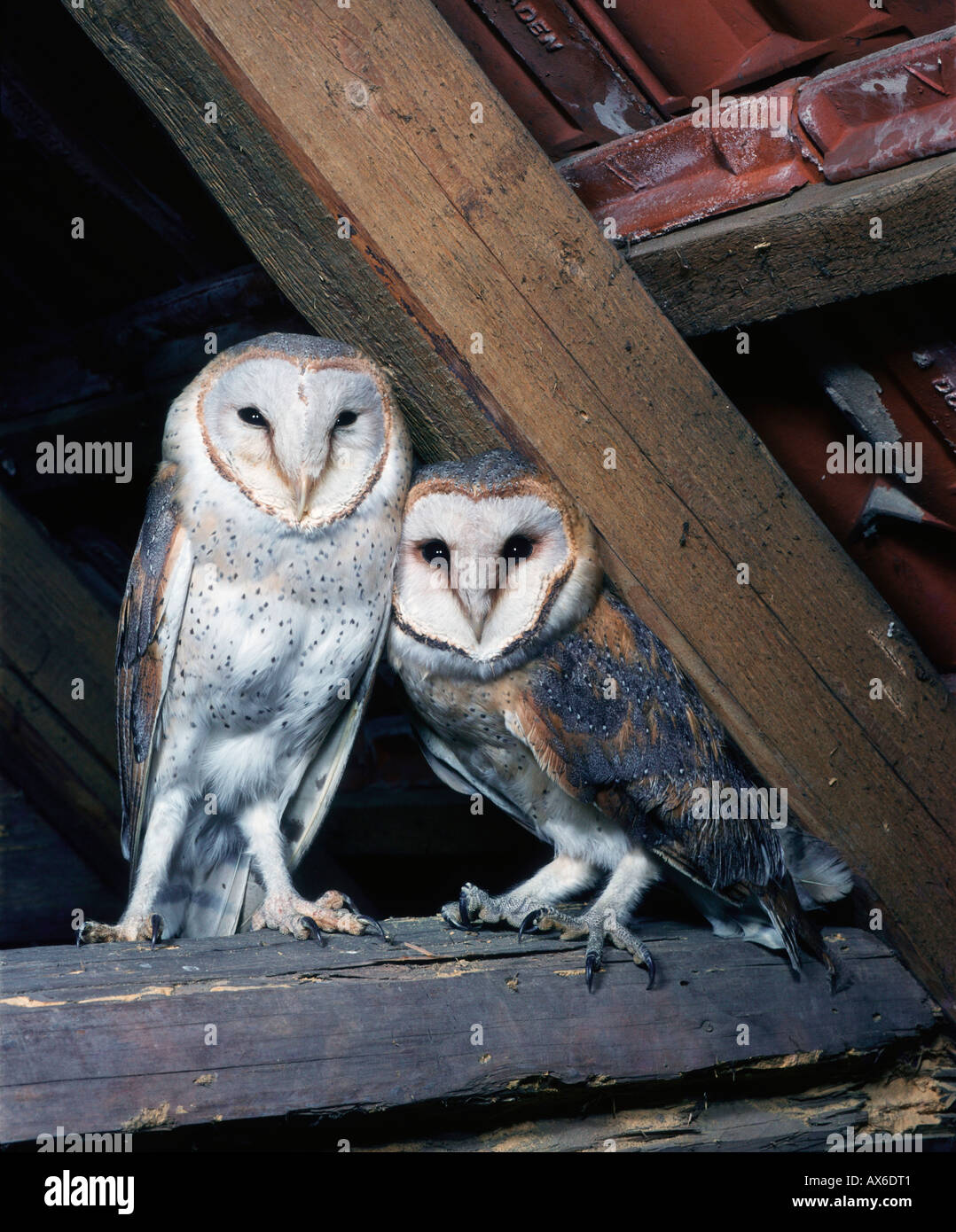 Barn Owl Stock Photo - Alamy